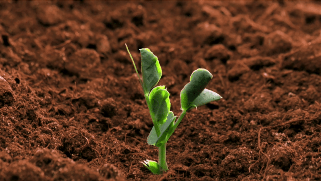 Specifying Planting Soils in Urban Conditions — Clark Condon